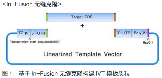 mRNA体外转录专用载体Template Vector (BspQ I) for T7 mRNA Synthesis - Takara