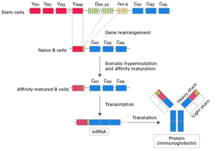 免疫组库分析—BCR及TCR克隆型多样性分析 - Takara
