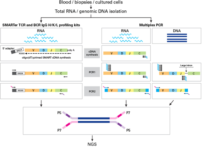 免疫组库分析—BCR及TCR克隆型多样性分析 - Takara