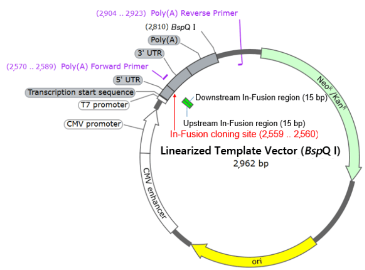 mRNA体外转录专用载体Template Vector (BspQ I) for T7 mRNA Synthesis - Takara
